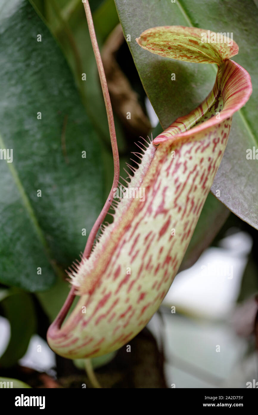 Exotic Pitcher Plant in its natural environment Stock Photo - Alamy