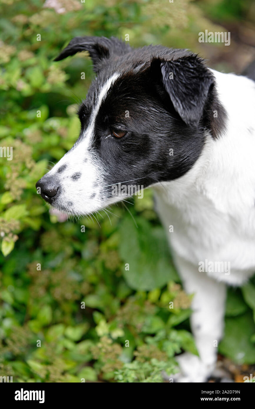 Dog Investigating High Resolution Stock Photography and Images - Alamy