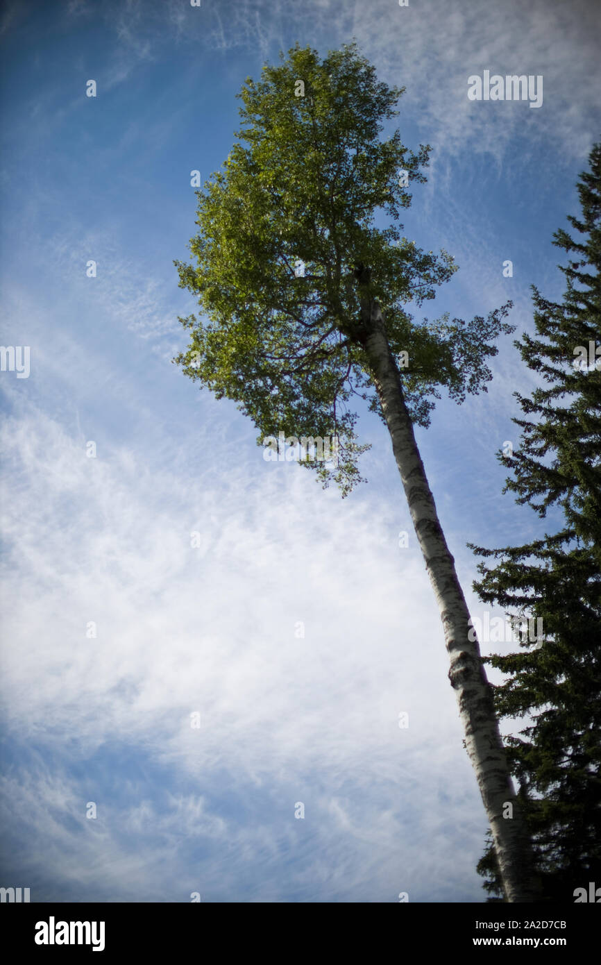 Tall trees on the left hi-res stock photography and images - Alamy