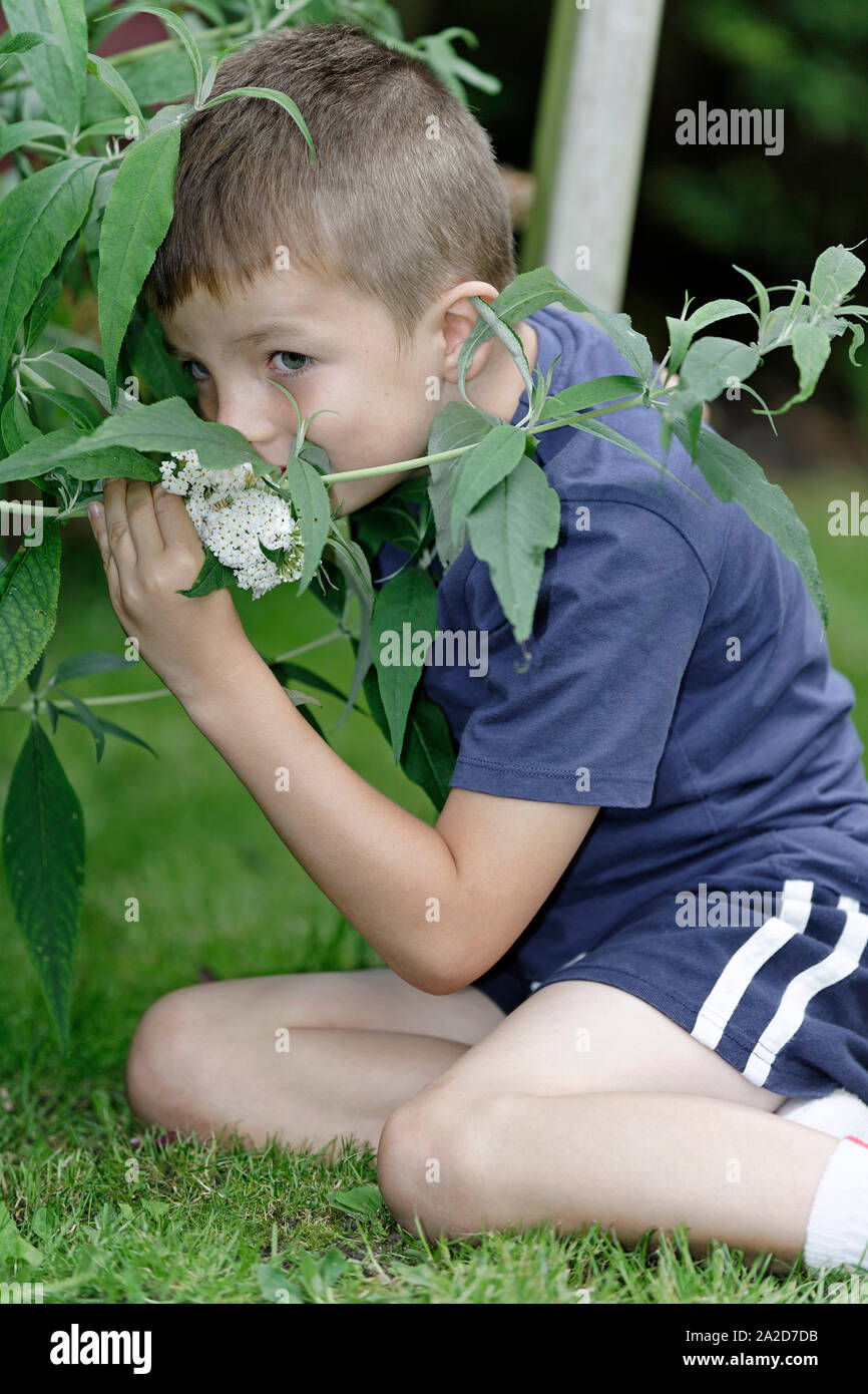 Young boy in the garden smelling the flowers and having fun Stock Photo ...