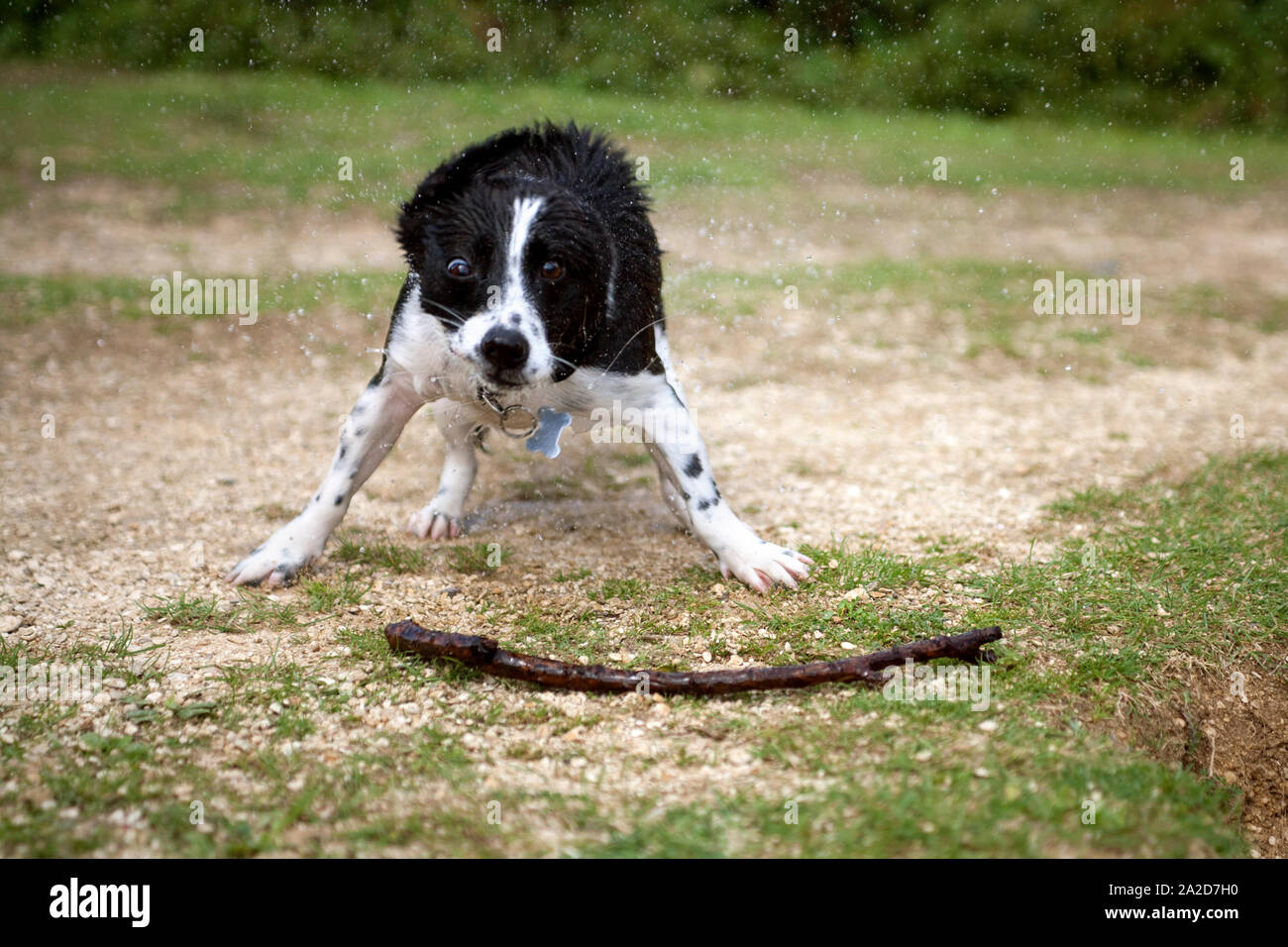 Puppy retrieving a stick hi-res stock photography and images - Alamy