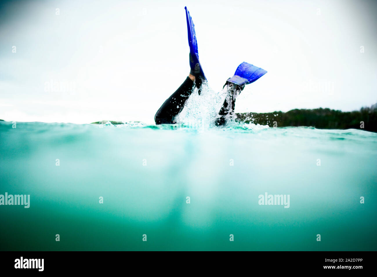 Flippered feet sticking out from the ocean Stock Photo - Alamy