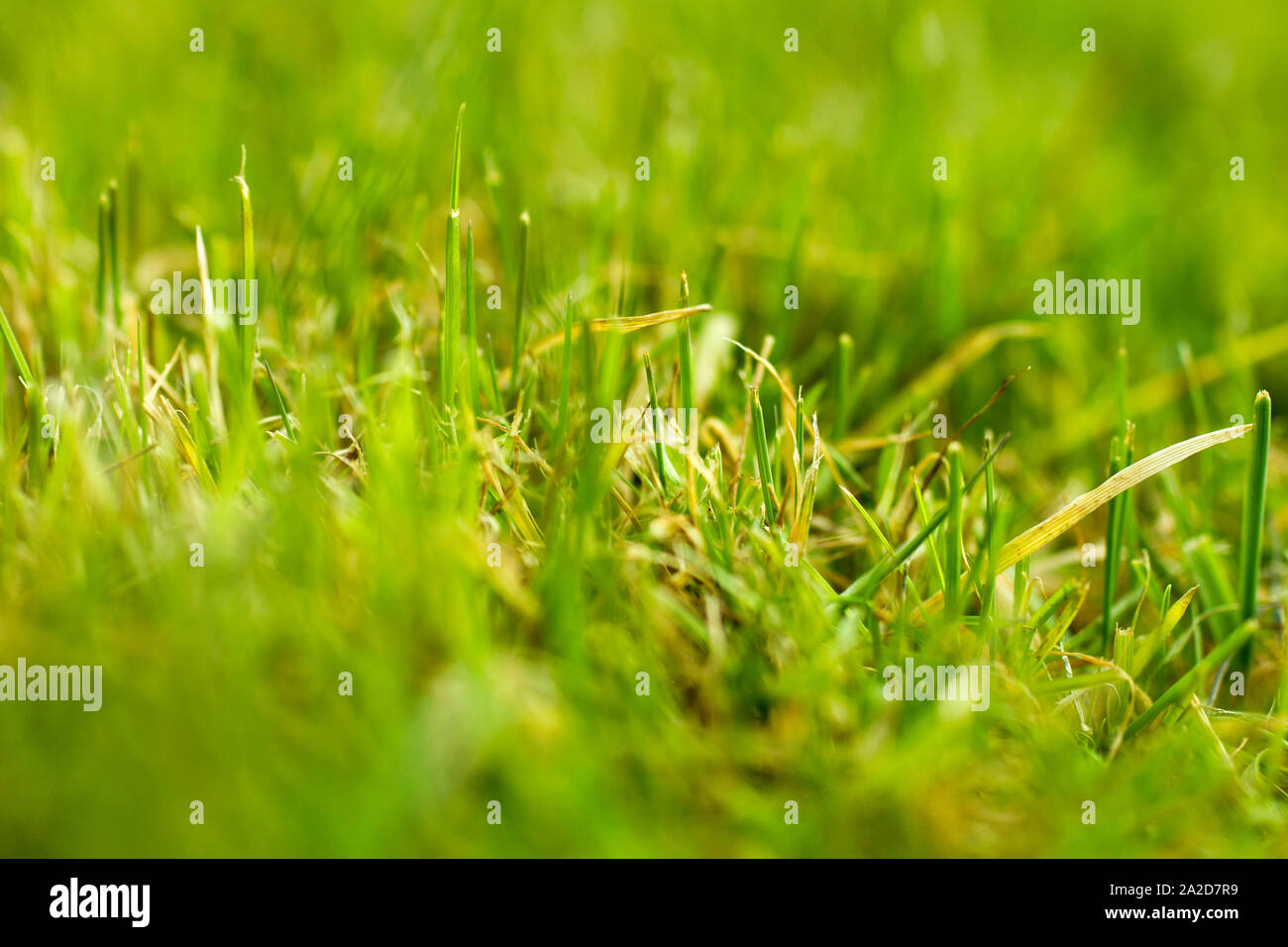 Field cut grass hi-res stock photography and images - Alamy