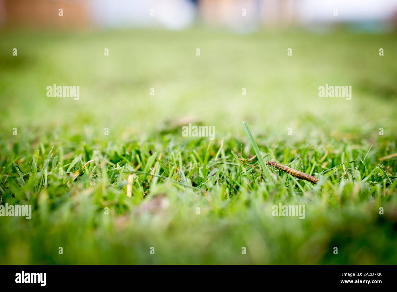 Freshly cut grass detail Stock Photo - Alamy