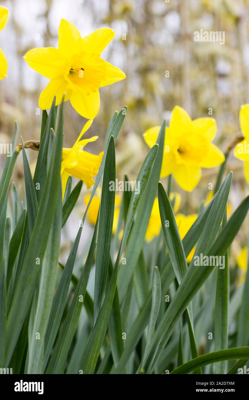 Daffodil stems growing hi-res stock photography and images - Alamy