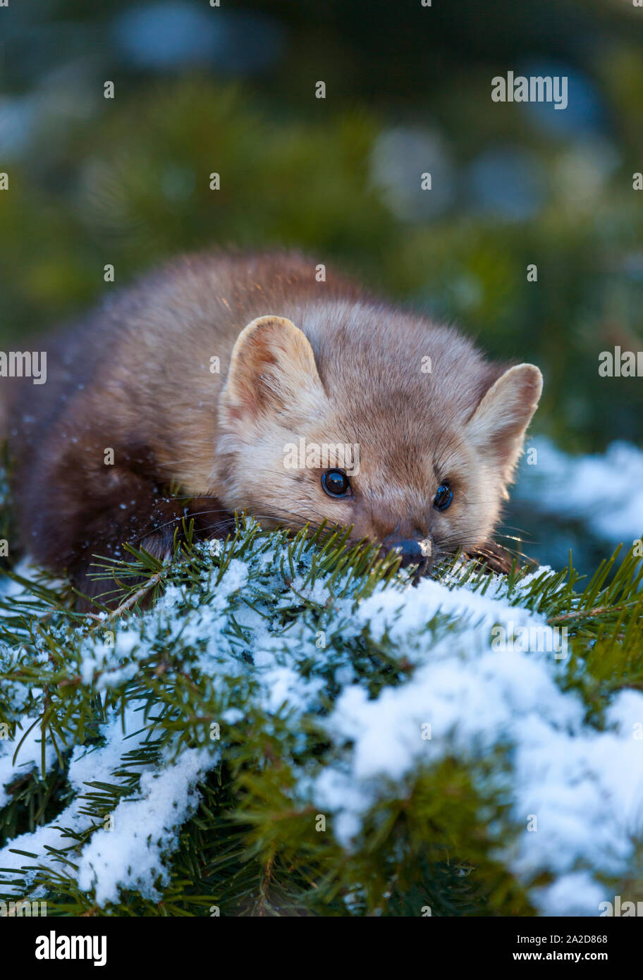 American marten or American pine marten (Martes americana Stock Photo ...