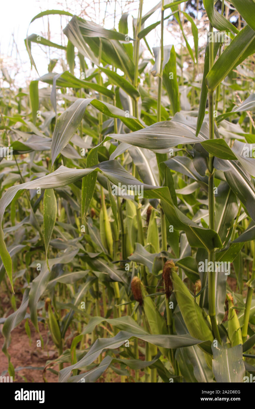 Mature corn plants hi-res stock photography and images - Alamy