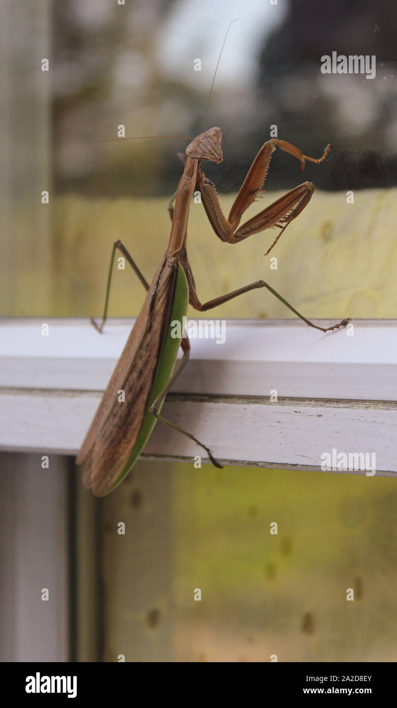 Praying Mantis Insect Sitting On The Outside Of A Window Stock Photo ...