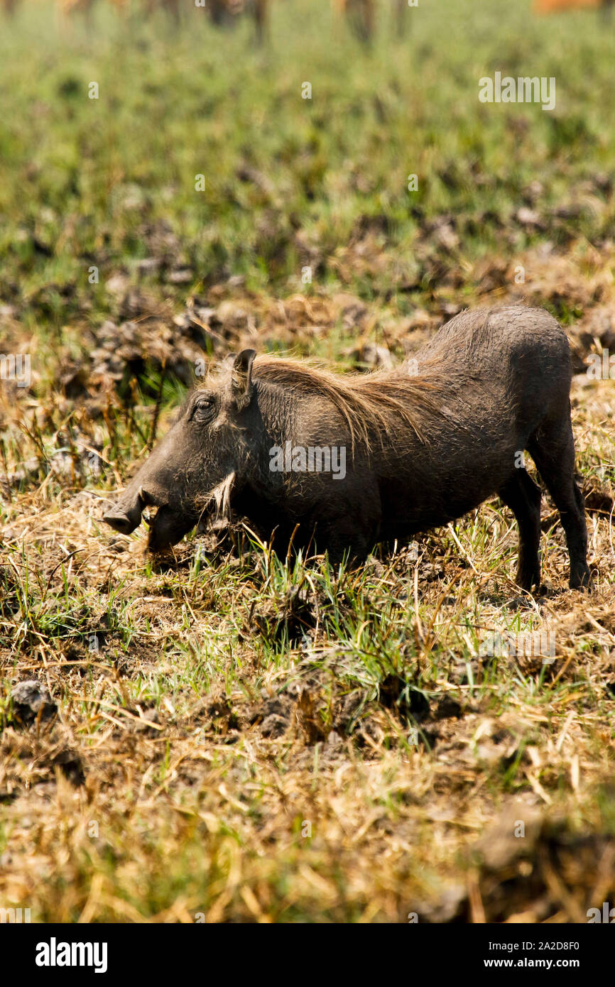 Warthog in the bush hi-res stock photography and images - Alamy