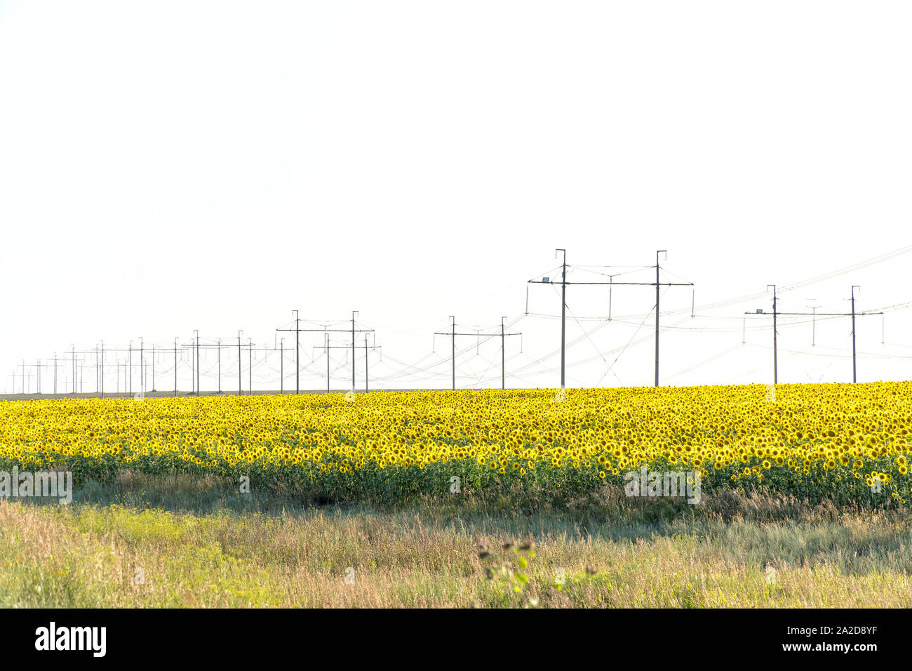Field with yellow sunflowers and a high-voltage transmission electric ...