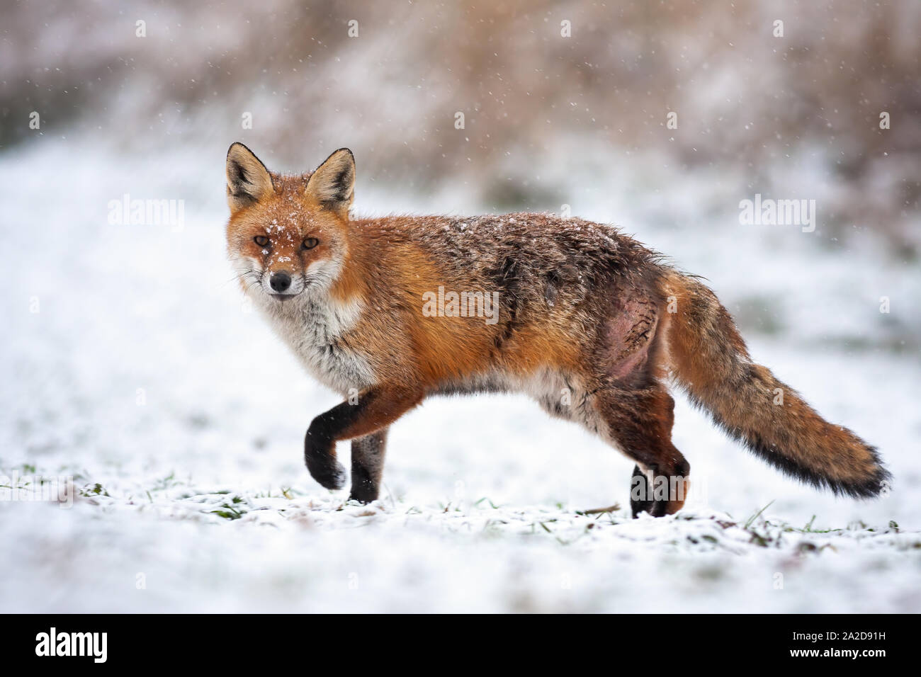 Fox hunt chase hi-res stock photography and images - Alamy