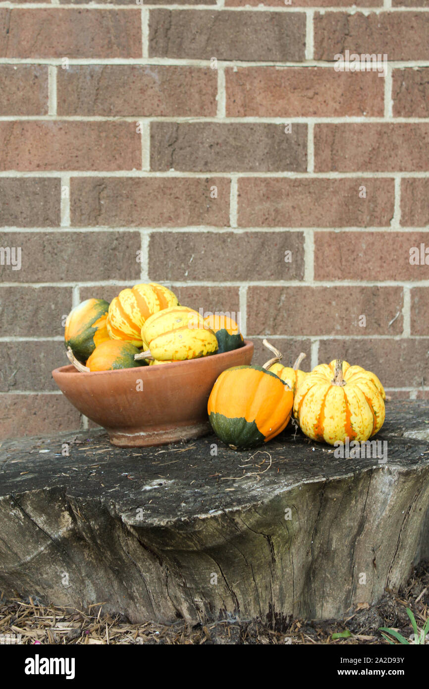 Fall Gourd Arrangement In Bowl In Front Of Brick Wall Stock Photo - Alamy