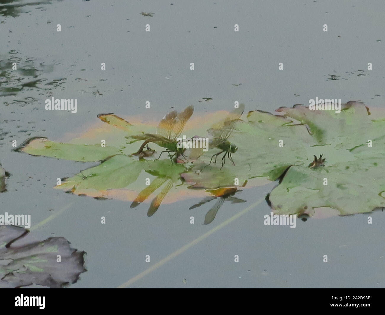 Dragonflies of asia hi-res stock photography and images - Alamy