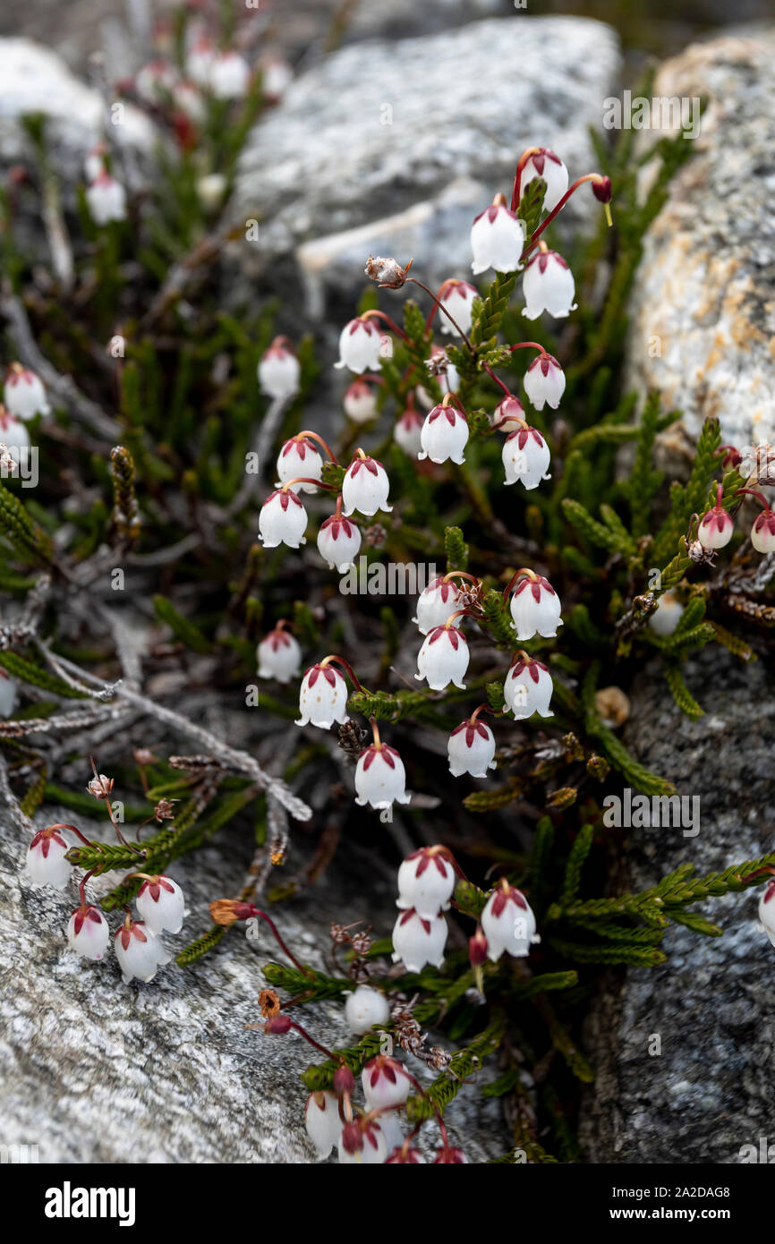 Flowers grow on the mountain side in an alpine environment Stock Photo ...