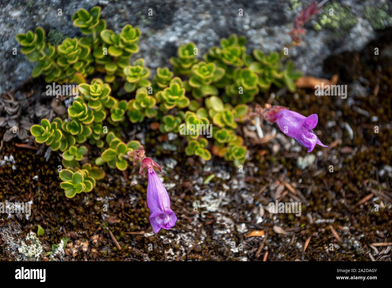 Flowers grow on the mountain side in an alpine environment Stock Photo ...