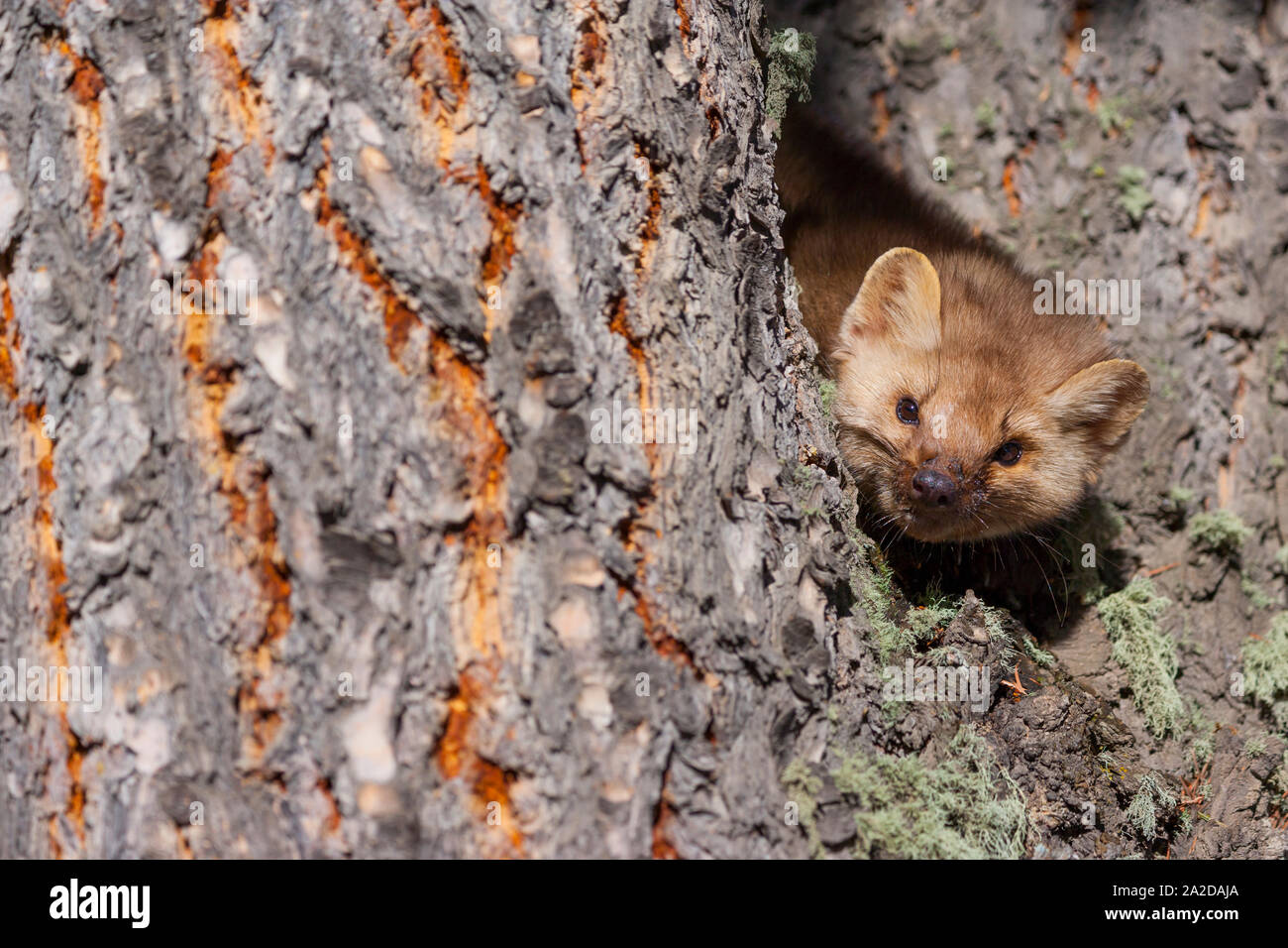 Norteamérica americana hi-res stock photography and images - Alamy