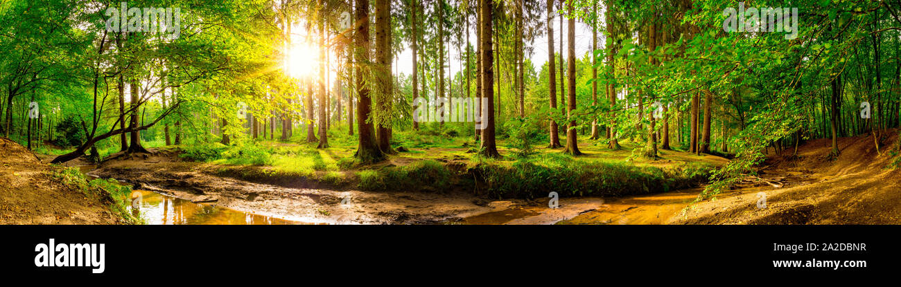 Beautiful forest panorama with trees, creek and sun Stock Photo - Alamy