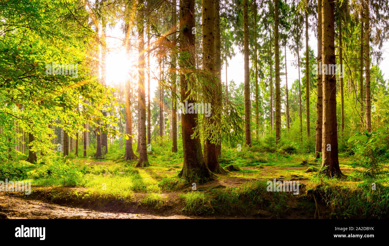 Beautiful forest with bright sun shining through the trees Stock Photo ...