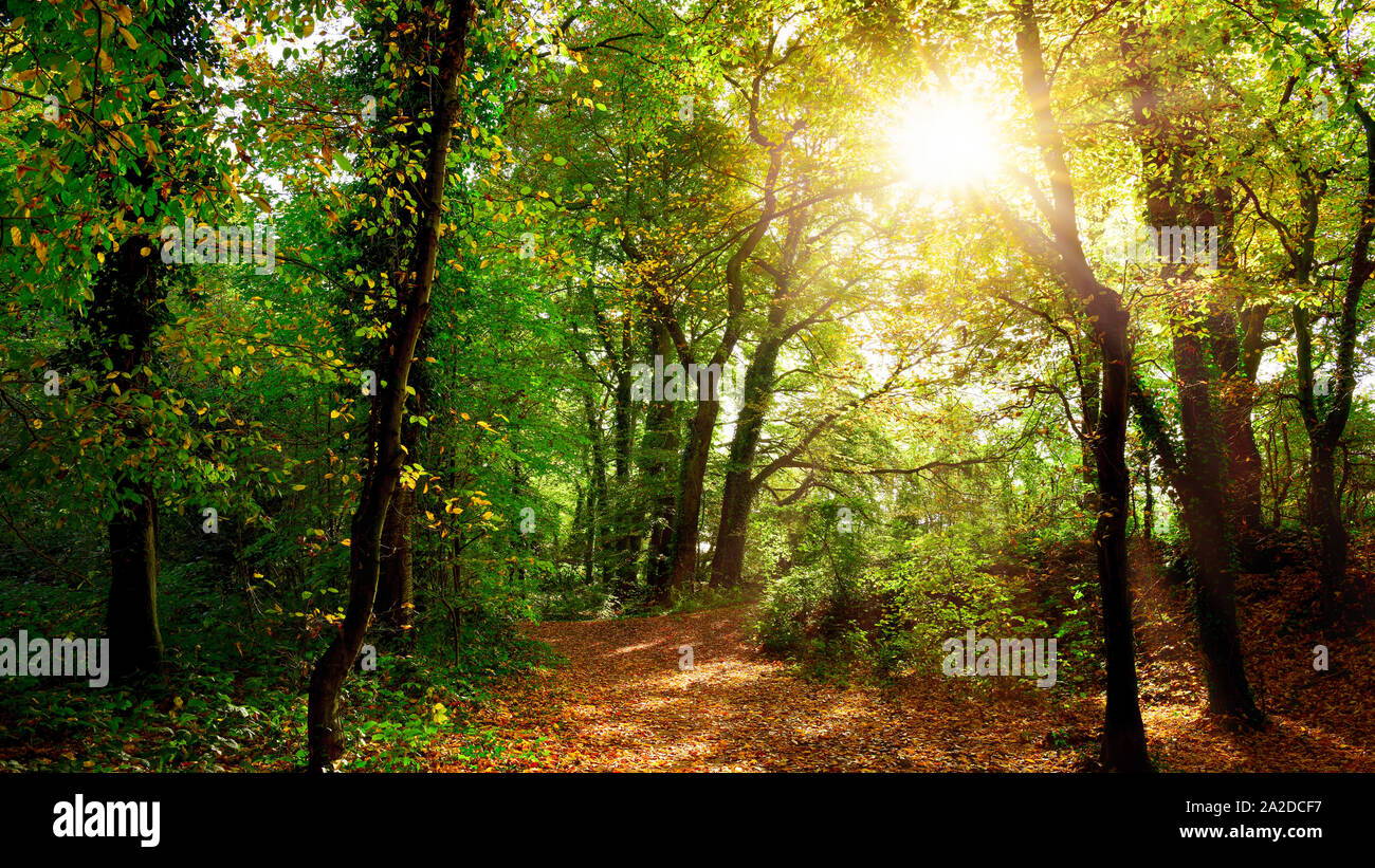 Waldspaziergang indian summer hi-res stock photography and images - Alamy