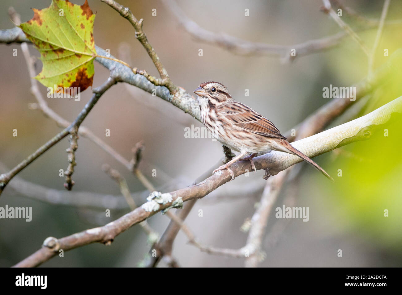 Songbird species hi-res stock photography and images - Alamy