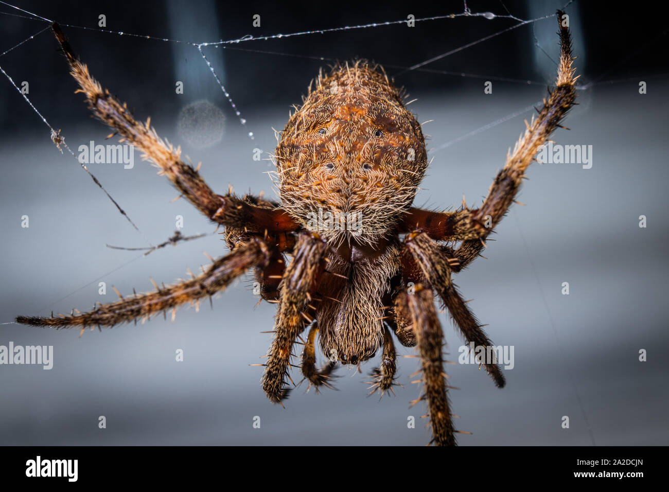 Common garden orb weaver hi-res stock photography and images - Alamy