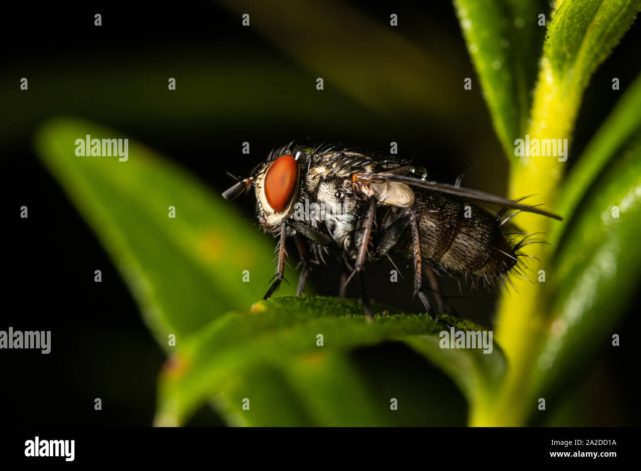 Wet insect macro hi-res stock photography and images - Alamy