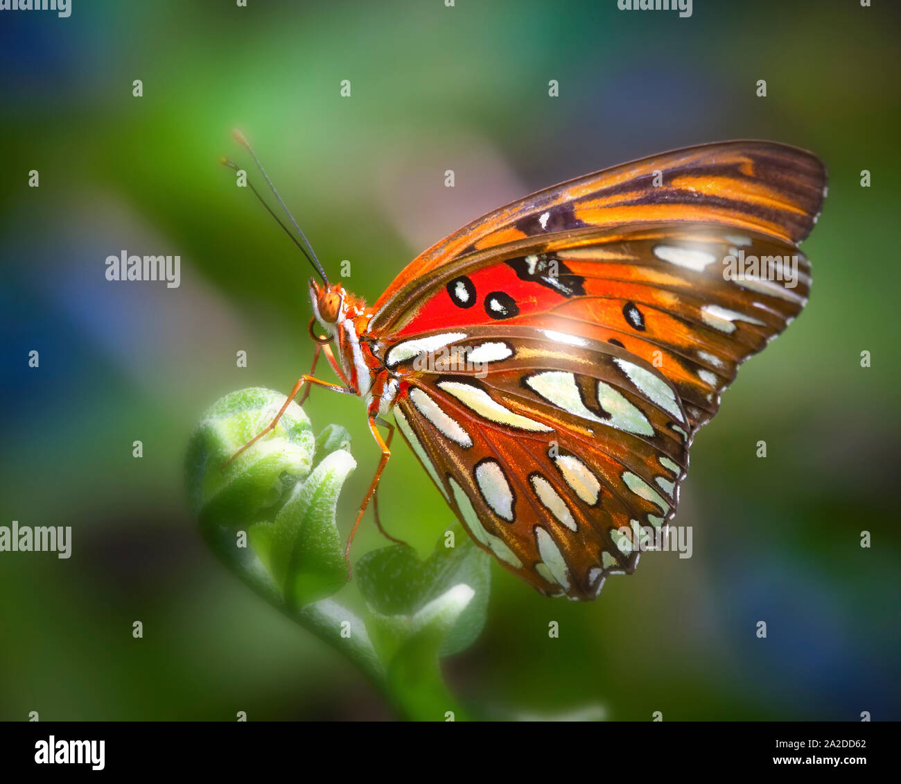 A Gulf Fritillary Butterfly lands on a leaf petal in a backyard garden ...