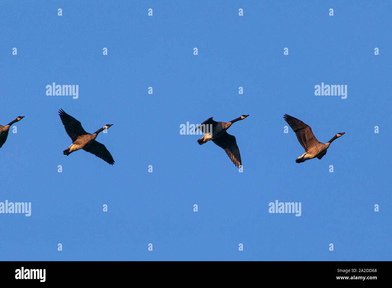Canada geese flying in v formation hi-res stock photography and images ...