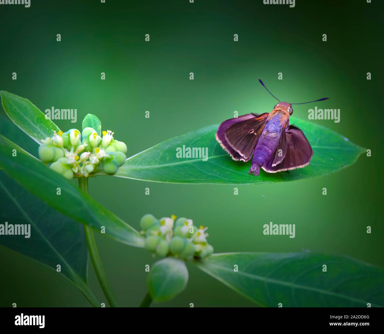 Mangrove skipper butterfly hi-res stock photography and images - Alamy