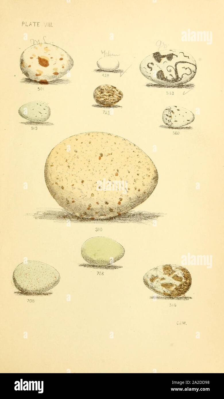 Eggs of north american birds hi-res stock photography and images - Alamy