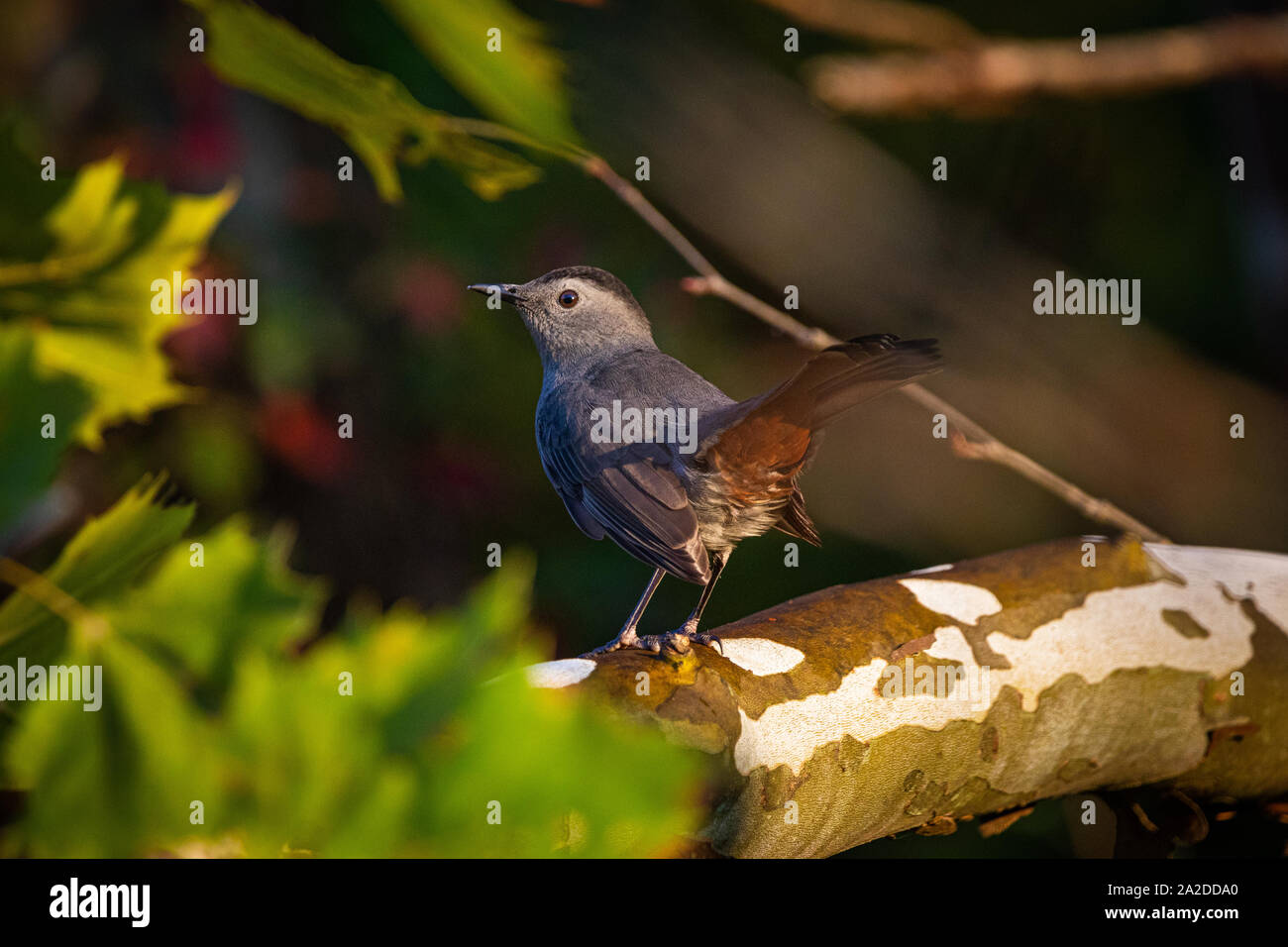 A songbird rests in morning light Stock Photo - Alamy