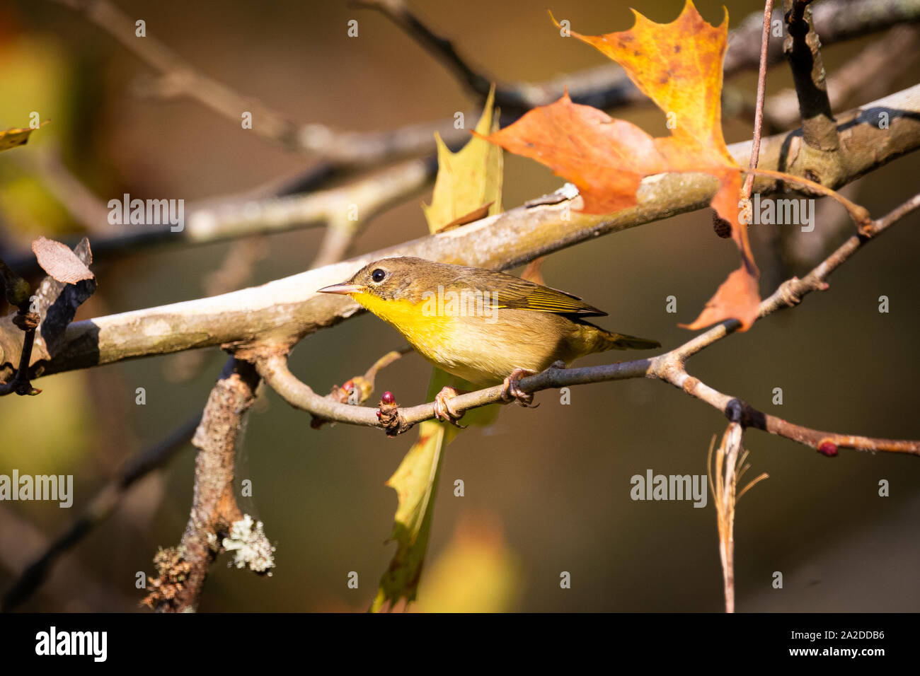 Song birds hi-res stock photography and images - Alamy