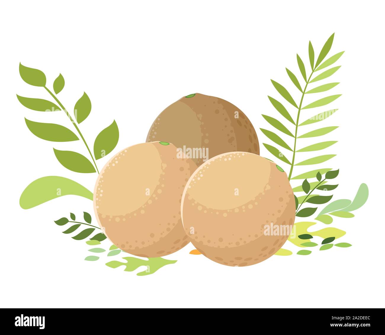 melons design, Fruit healthy organic food sweet and nature theme Vector ...