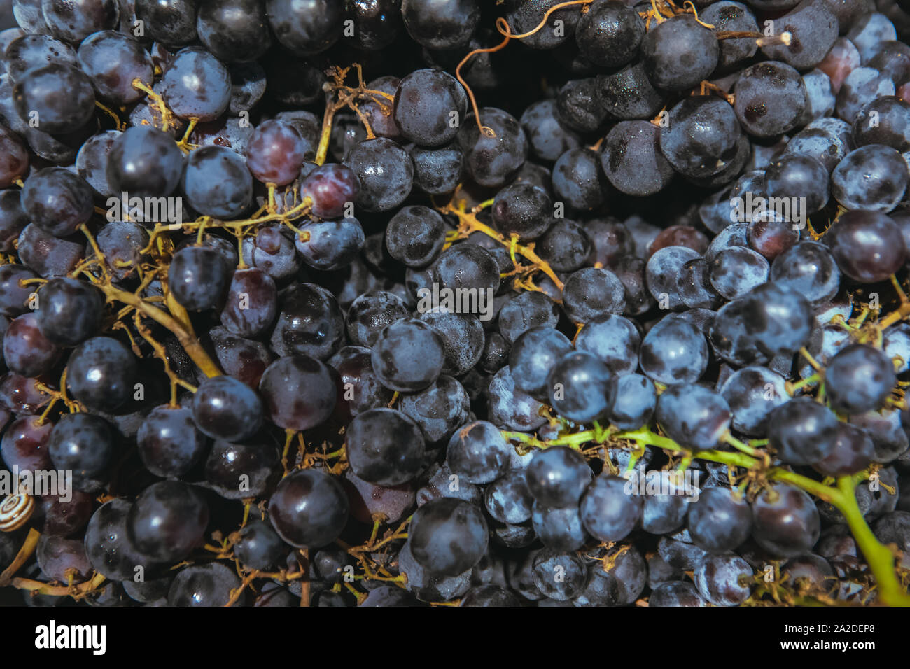 dark grapes texture overhead view Stock Photo - Alamy