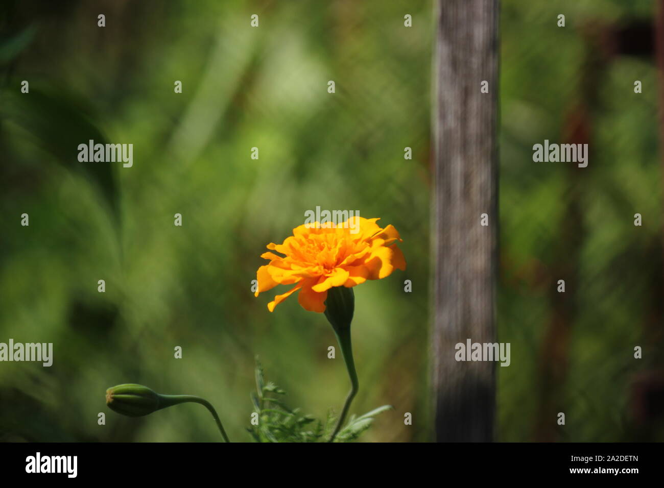 Beautiful golden marigolds, Calendula officinalis, the pot marigold ...