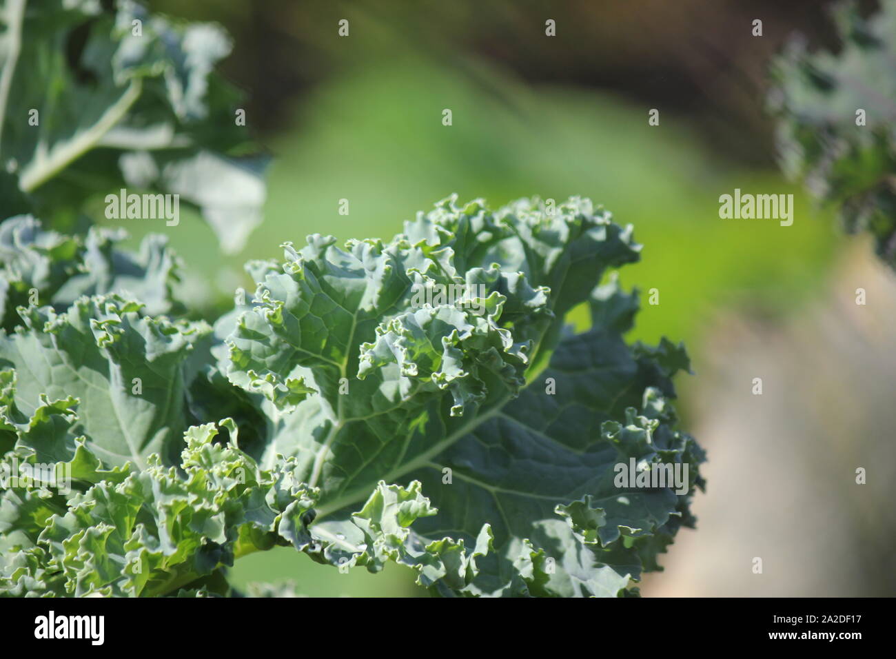 Perfect green curly kale cabbage leaves growing in the autumn vegetable ...
