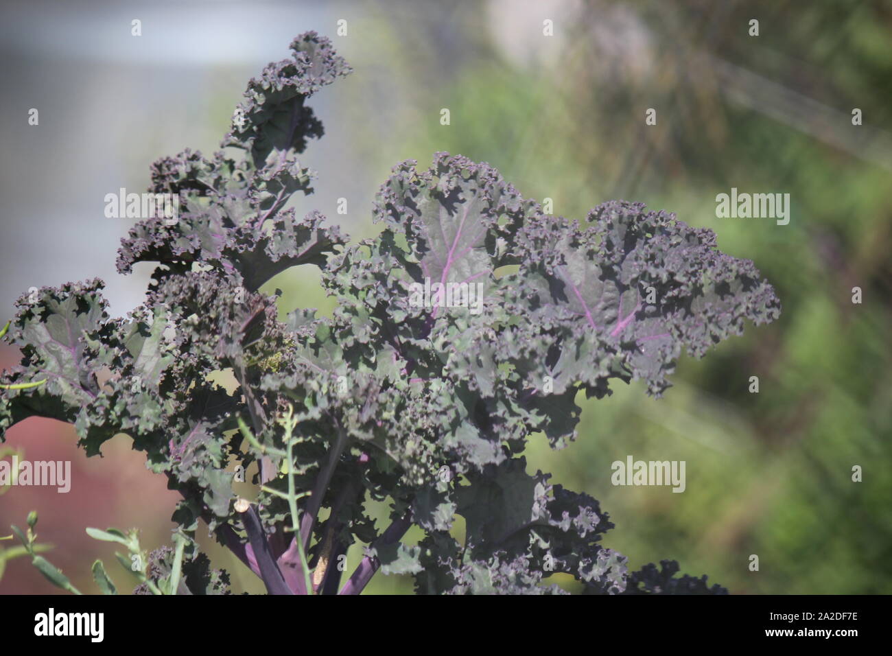 Curly cale in garden hi-res stock photography and images - Alamy