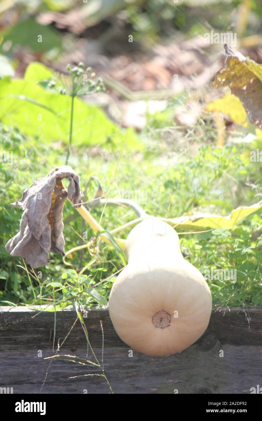 Spaghetti Gourd High Resolution Stock Photography and Images - Alamy