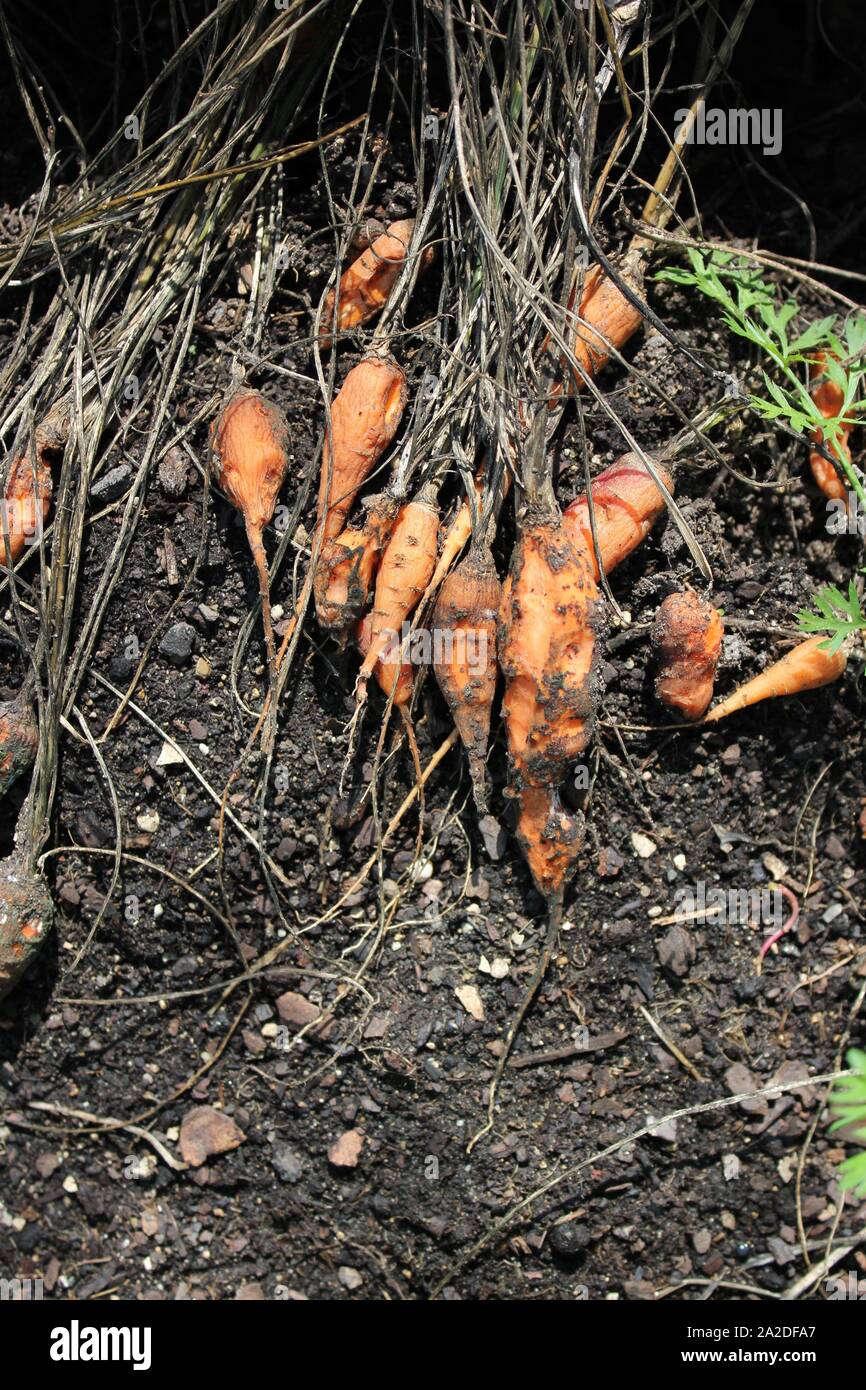 Rotten carrots hi-res stock photography and images - Alamy