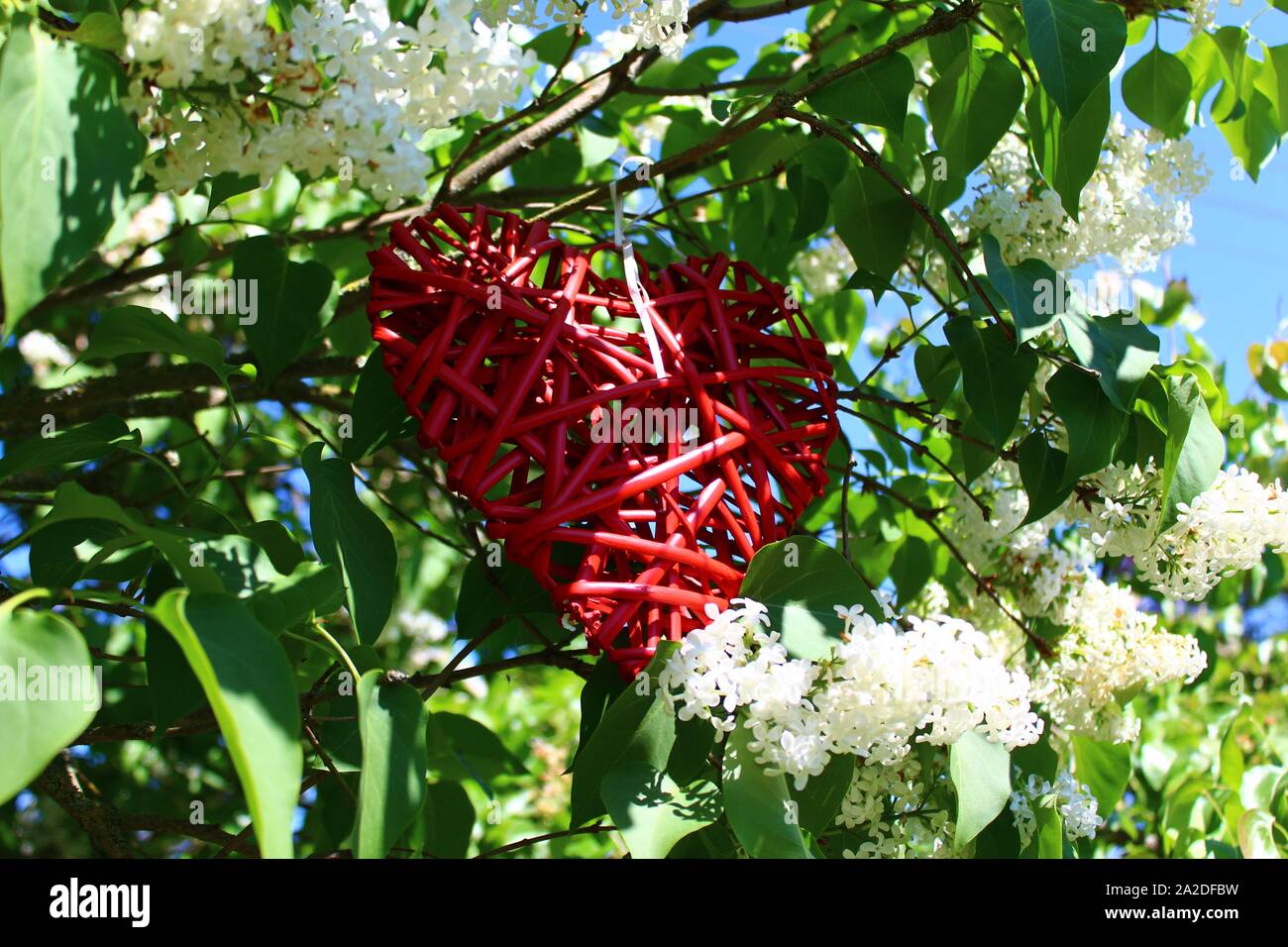 The picture shows a red heart in the lilac Stock Photo - Alamy