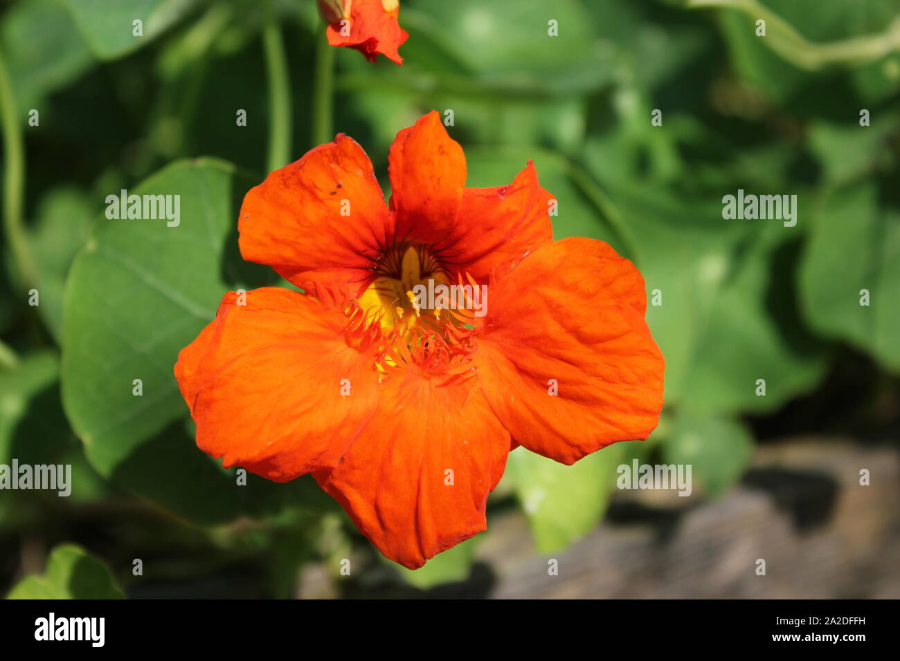 Bright orange nasturtium, watercress, yellowcress, flower blossom ...