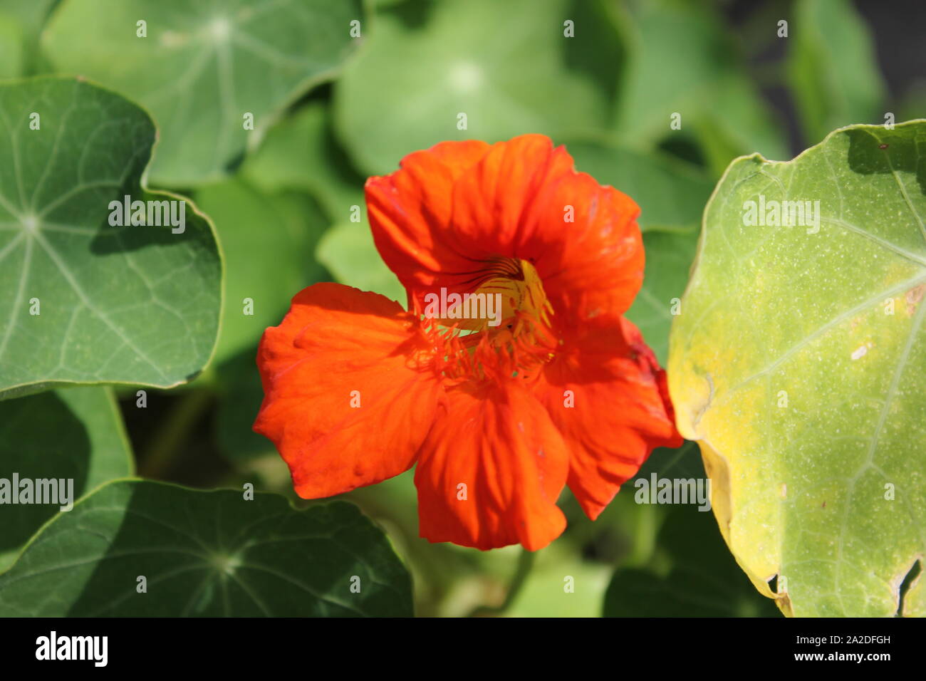 Bright orange nasturtium, watercress, yellowcress, flower blossom ...