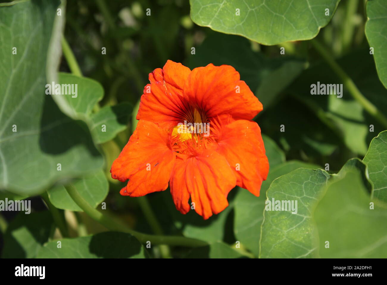 Bright orange nasturtium, watercress, yellowcress, flower blossom ...