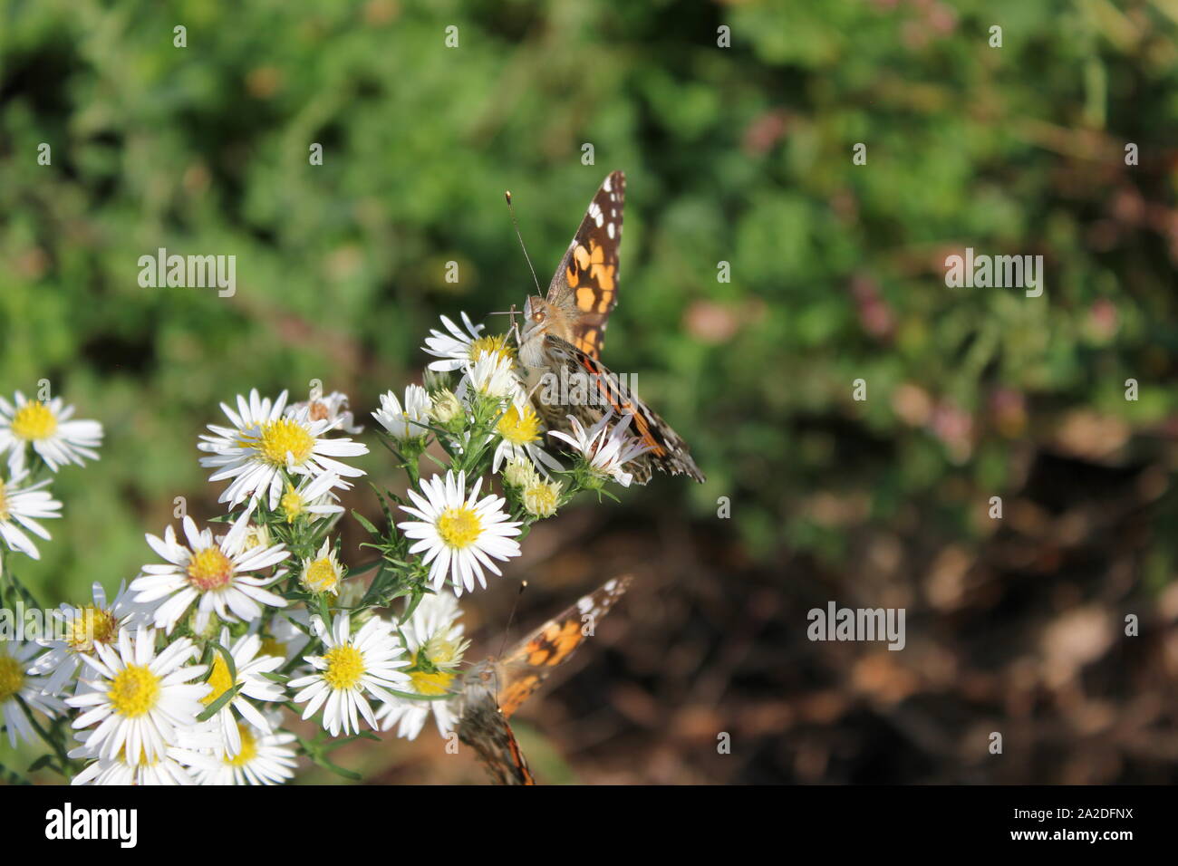 Showy milkweed flower hi-res stock photography and images - Alamy