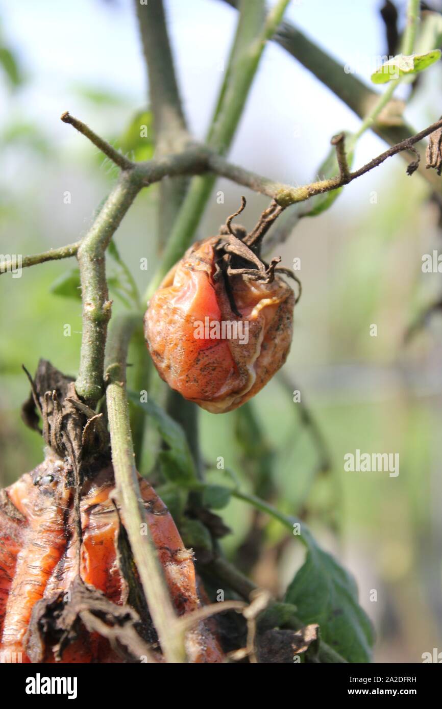 Red overripe rotten tomato hanging on the vine Stock Photo - Alamy