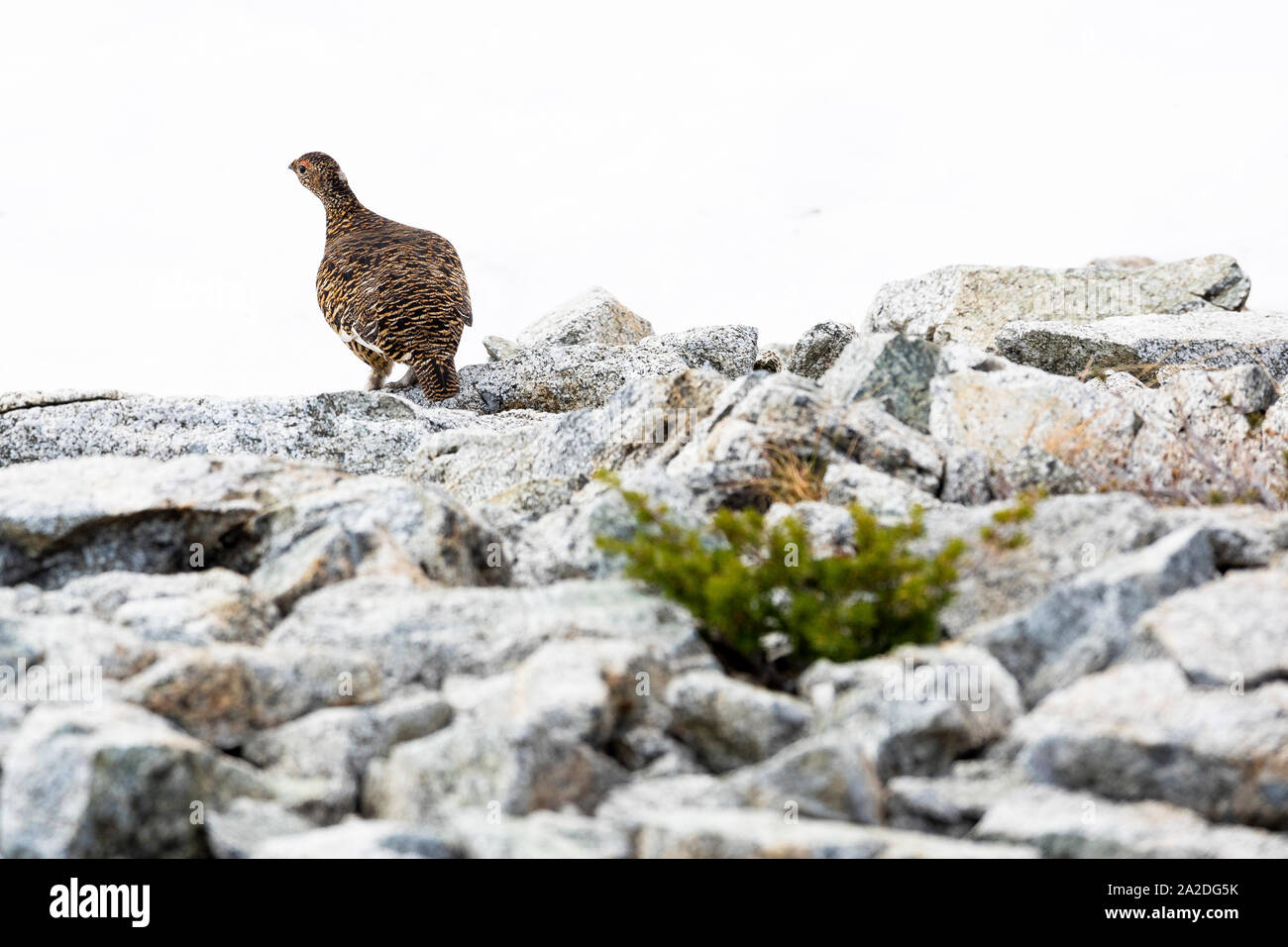 A grouse with chicks is seen in the alpine Stock Photo - Alamy
