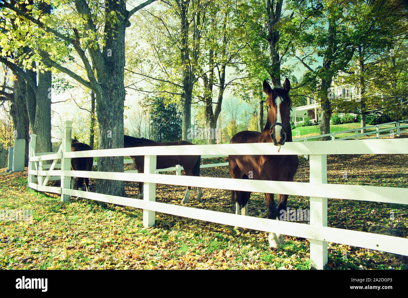 Standardbred horse hi-res stock photography and images - Alamy