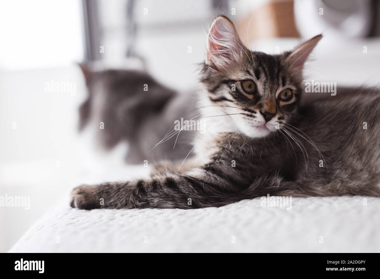 Two gray cats are sitting on a white bed. Pets are friendship. View ...