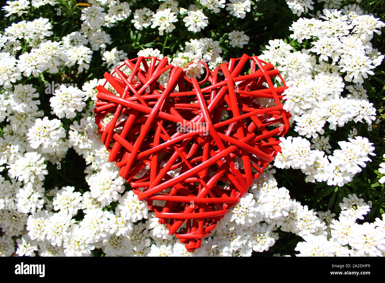 The picture shows a red heart in sweet alison Stock Photo - Alamy