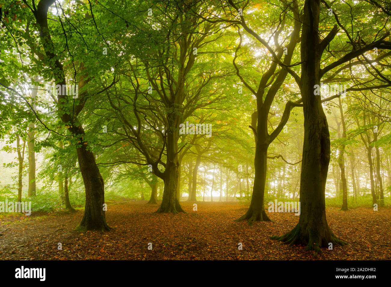 Mist illuminates the beech woodland in Chevin Forest Park, Otley ...